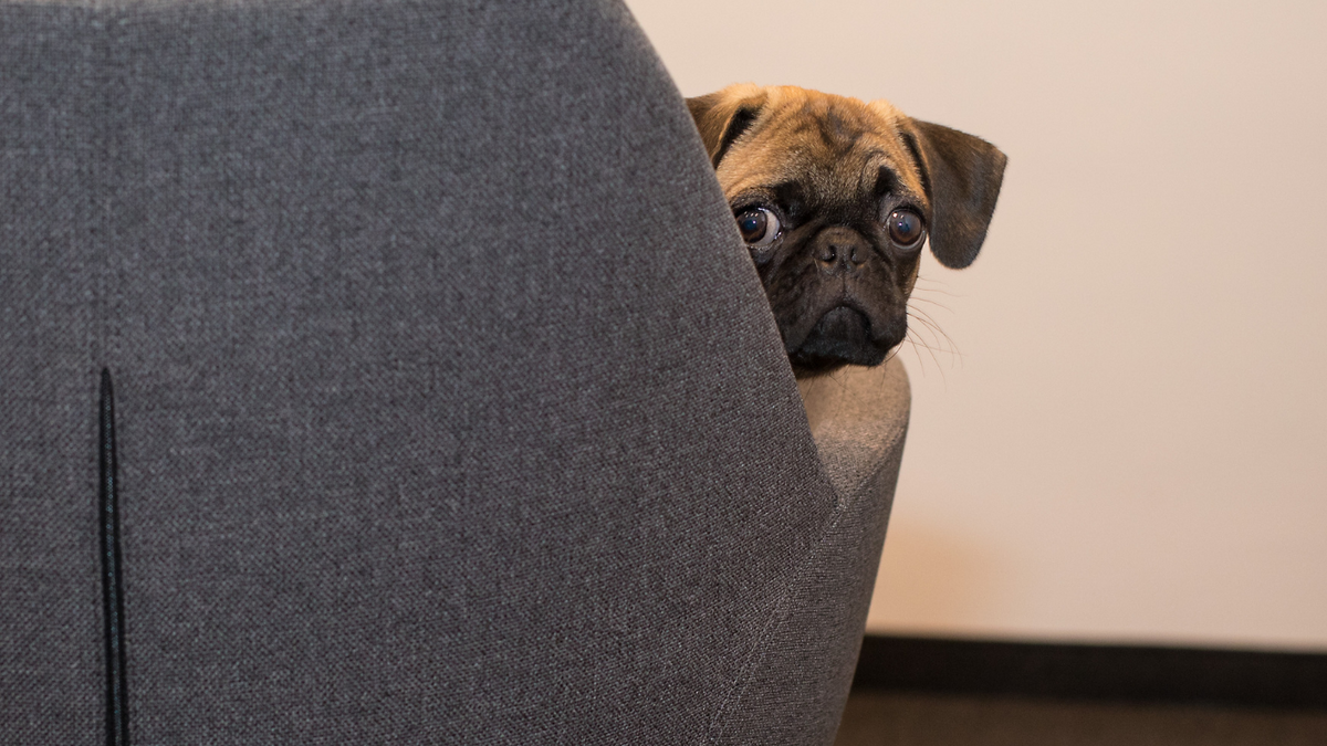 4 Funny Things Dogs Do – Milmac Pet